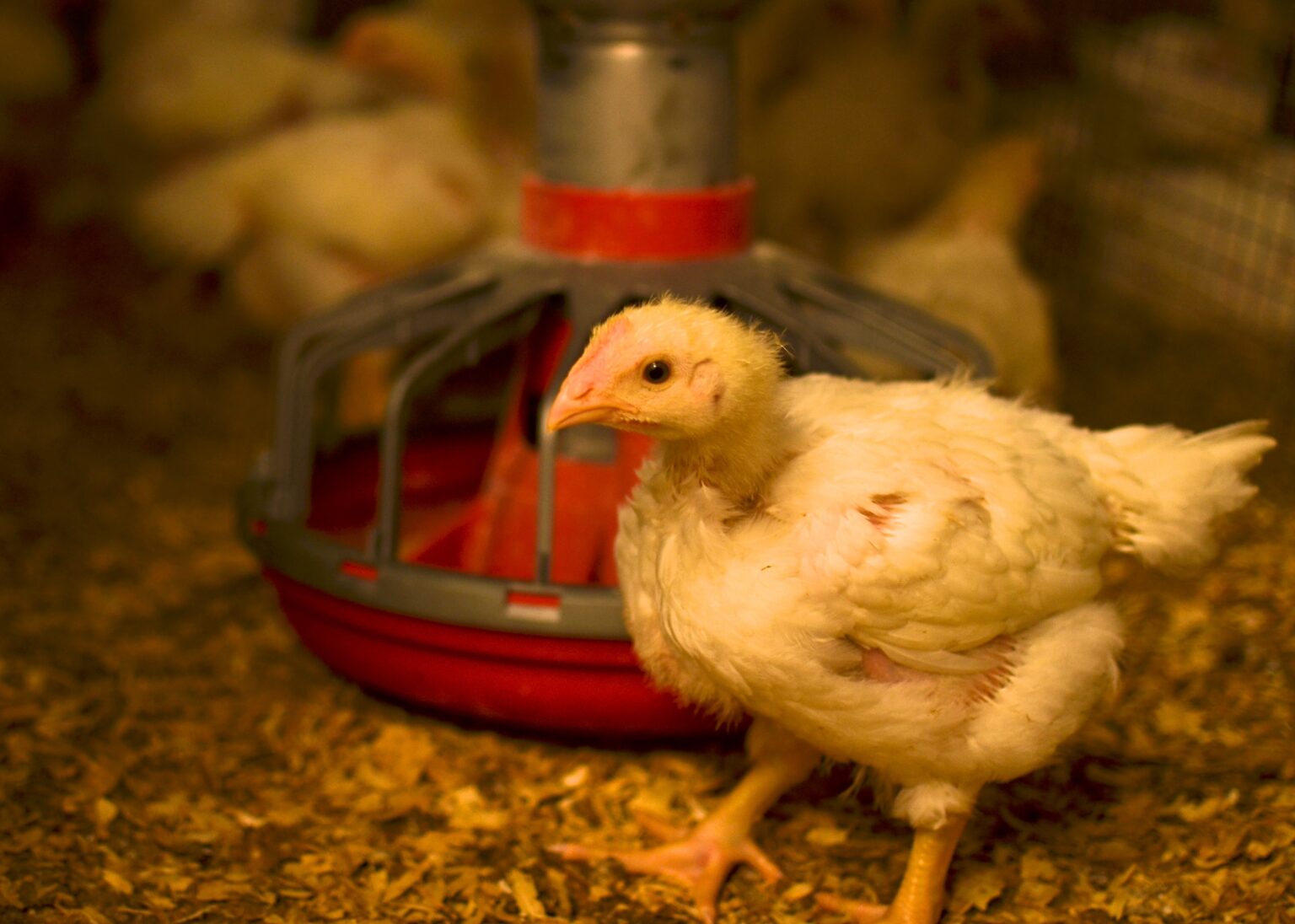 Our Mission - Atlantic Poultry Research Institute