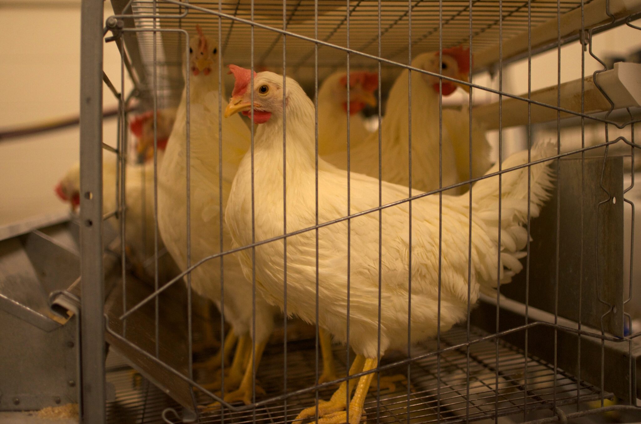 Call for Letters of Intent - Documents - Atlantic Poultry Research ...