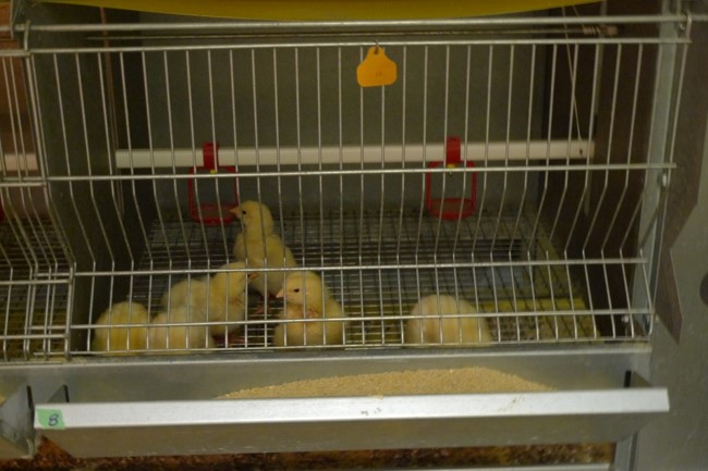 Atlantic Poultry Research Centre (APRC) - Atlantic Poultry Research ...